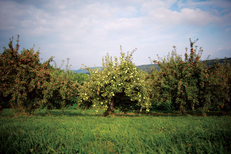 Where to Go Apple Picking in and Around Westchester County