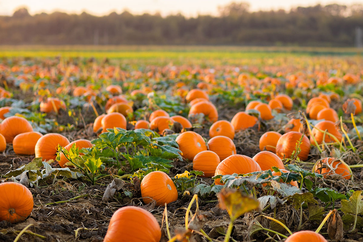 Where to Go Pumpkin Picking in and Around Westchester County