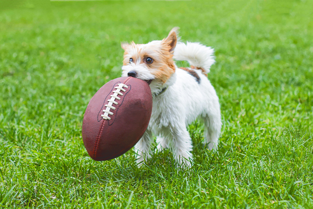 These Westchester Pups Are Our MVPs on Discovery’s “Puppy Bowl”