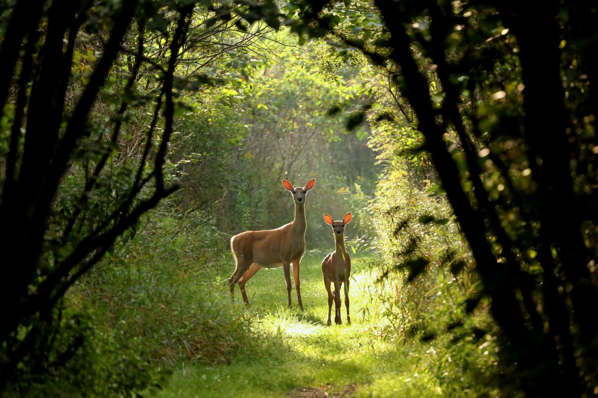 6 Beautiful Parks and Preserves to View Wildlife in Westchester