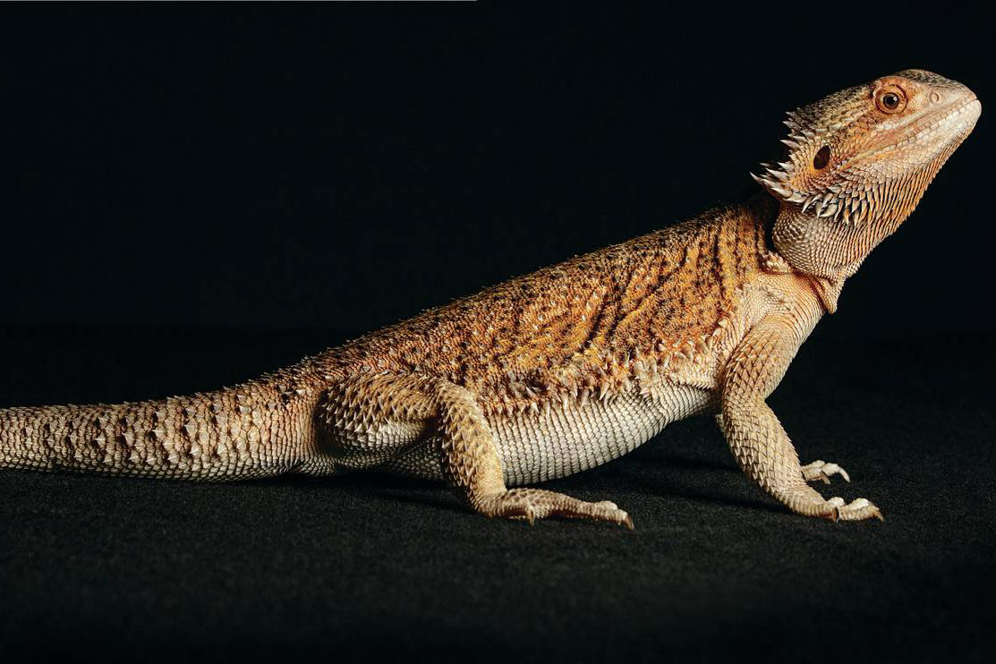 Meet the Extraordinary Pets That Call Westchester Home