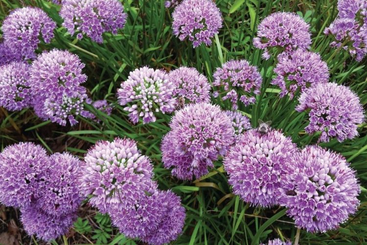 These Flowers Can Withstand Westchester's Summer Heat