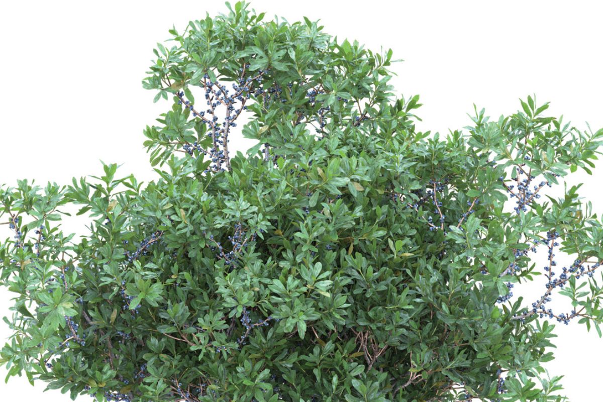 Plant These Native Trees and Shrubs in Your Westchester Garden