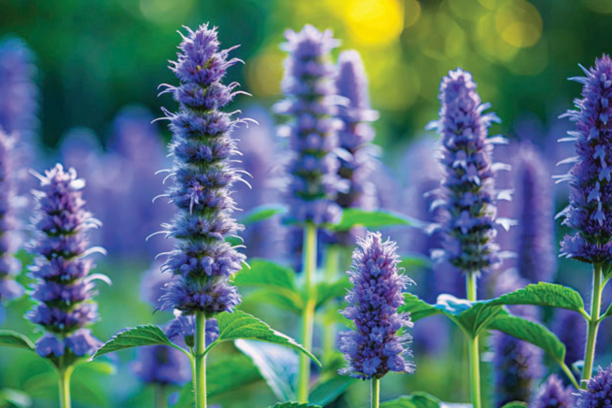Plant These Late Bloomers in Your Westchester Garden